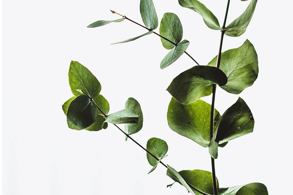 What Is Esthiology? - Inspire Greatness