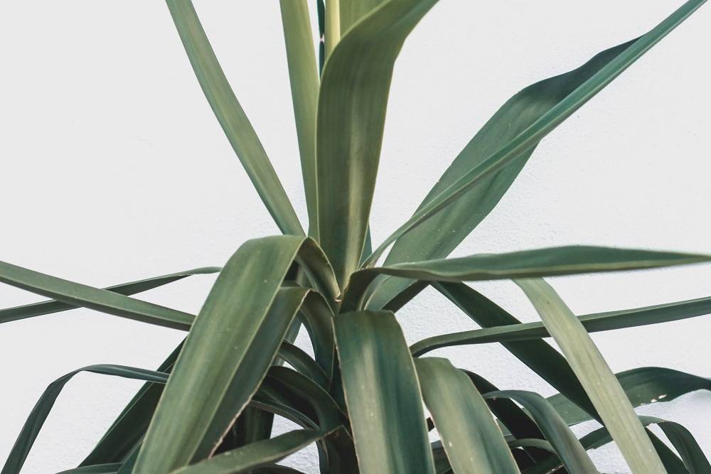 What Is Esthiology? - Inspire Greatness